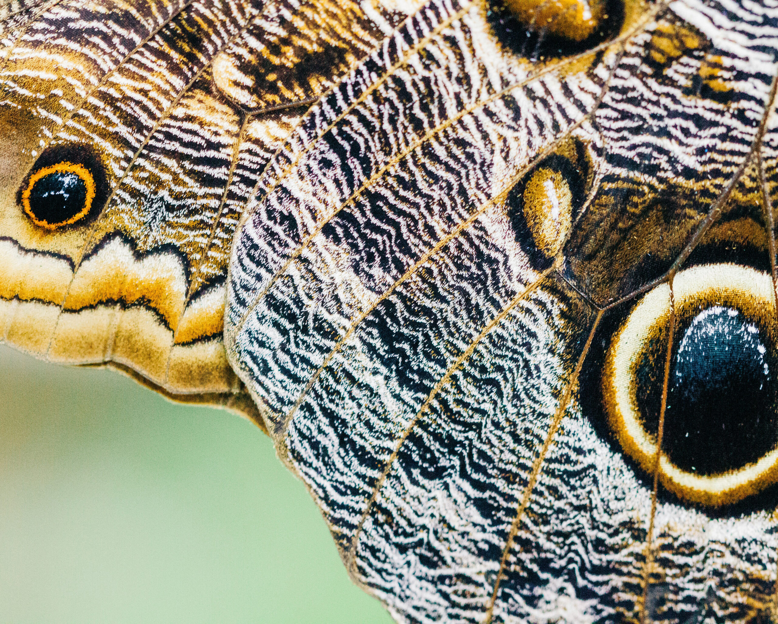 Making the Visible the Invisible: Online Summer 2025 Art Practice Series